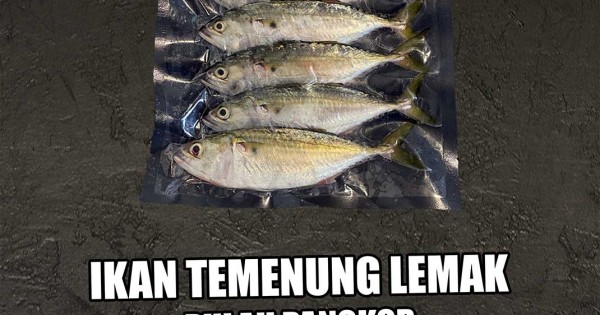Ikan Temenung Lemak Pulau Pangkor Big Medium